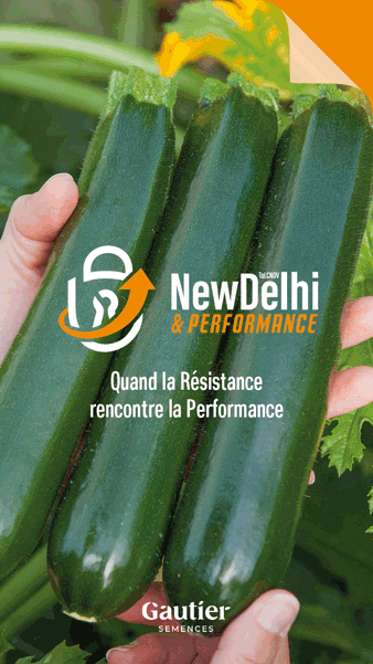 Les prix des tomates en décembre 2024 en moyenne inférieurs de 13 à 45 ...