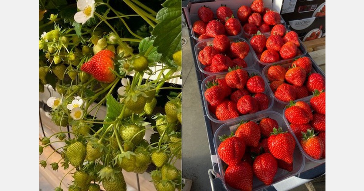 « Les fraises belges bien positionnées pendant les mois d'hiver
