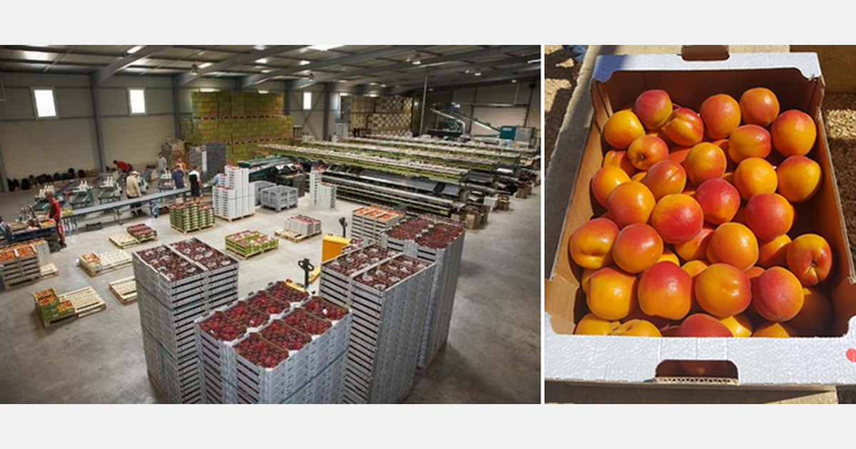 « Très fort marché local français pour les fruits à noyau ; reprise des ...