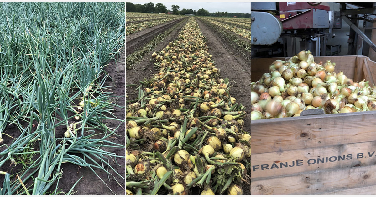 « Le marché de l'oignon est plutôt maussade, mais les choses sont ...