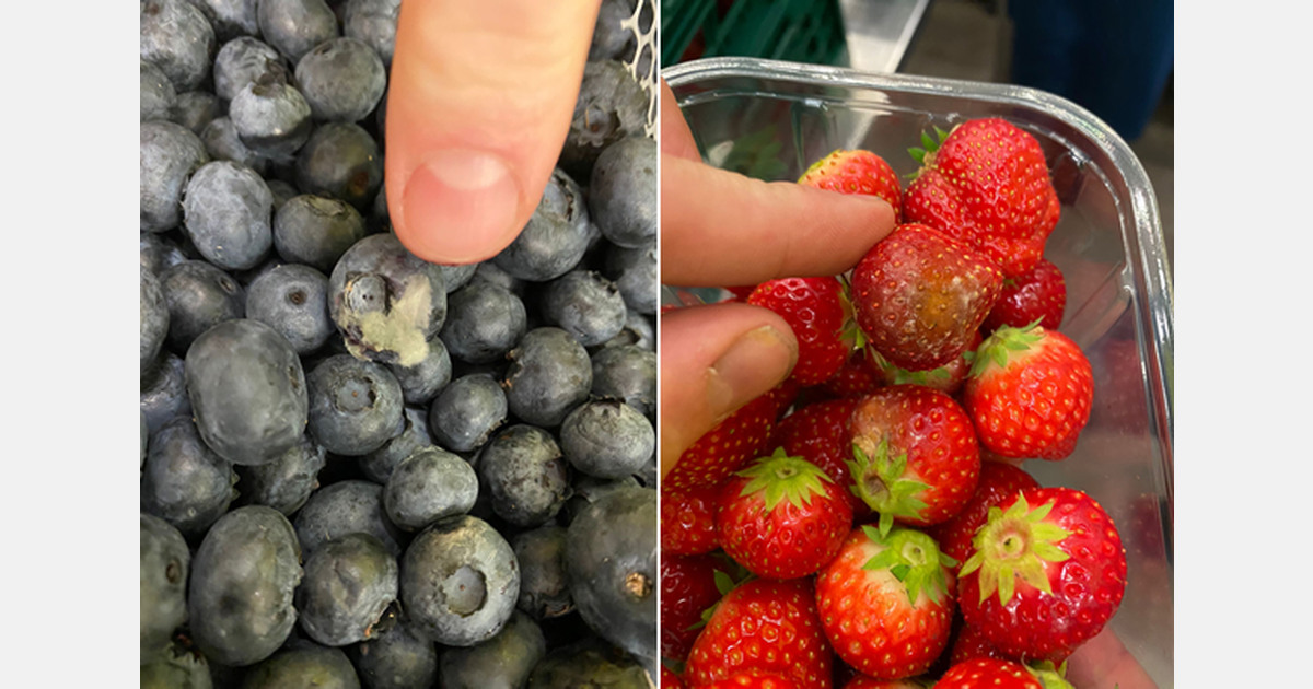 Au secours des fruits rouges déclassés