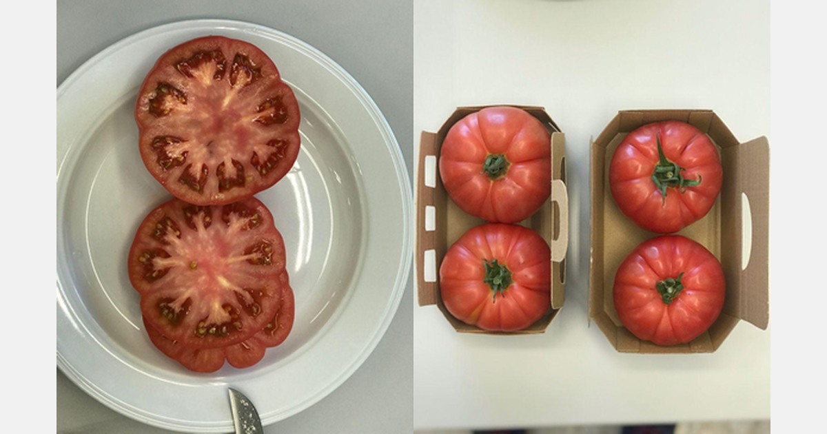 « Avec la nouvelle tomate cœur de bœuf rose, nous espérons obtenir de ...