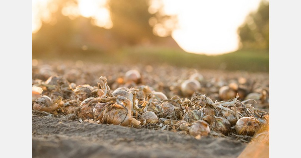 « Les prix actuels payés pour les oignons de gros calibre sont extrêmes