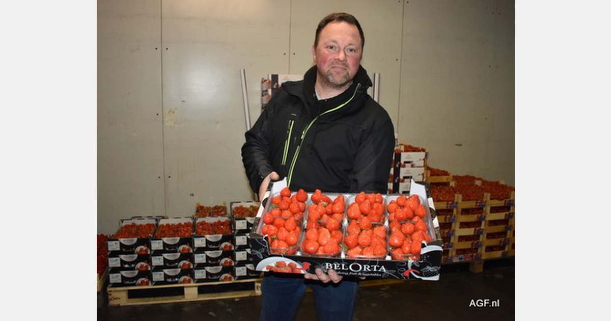 « Les producteurs belges de fruits rouges essaient actuellement de ...