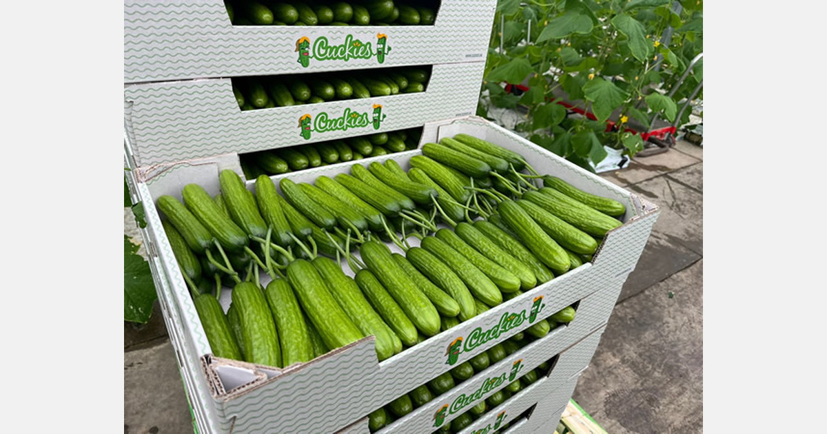 « Les mini-concombres sont de plus en plus populaires