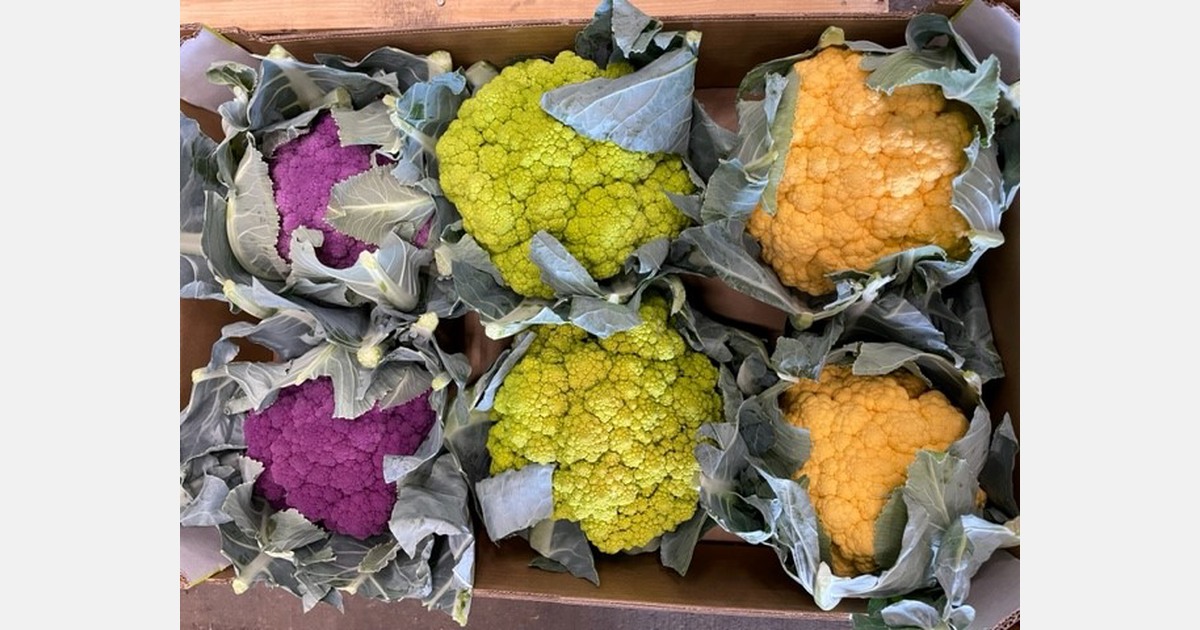 « Le chou-fleur coloré est un produit typique des pays méditerranéens