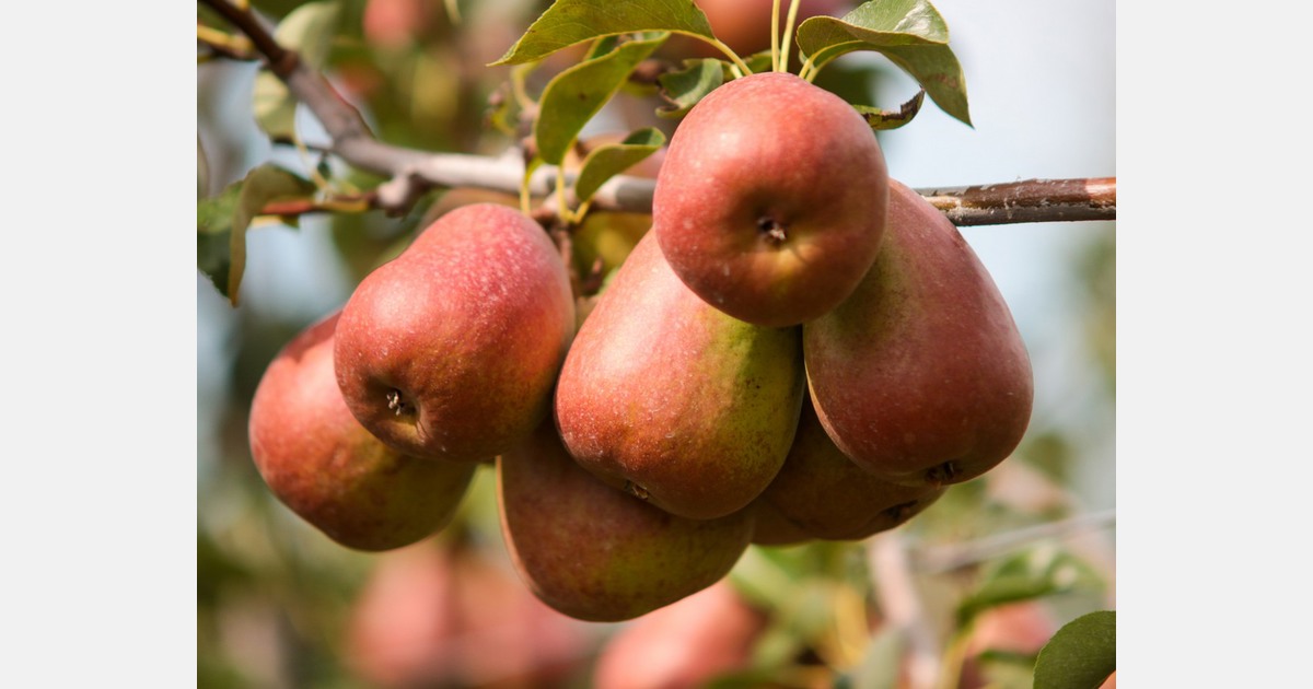 « En matière de goût, la Early Desire peut rivaliser avec n'importe ...