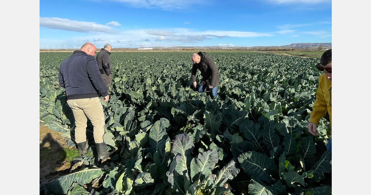 « Il est quasi impossible de trouver du chou-fleur en ce moment