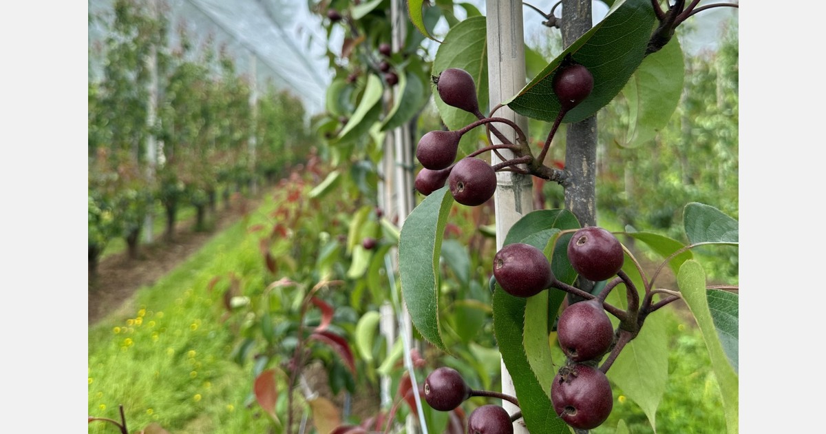« Nous attendons avec impatience la première récolte complète de Piqa Red