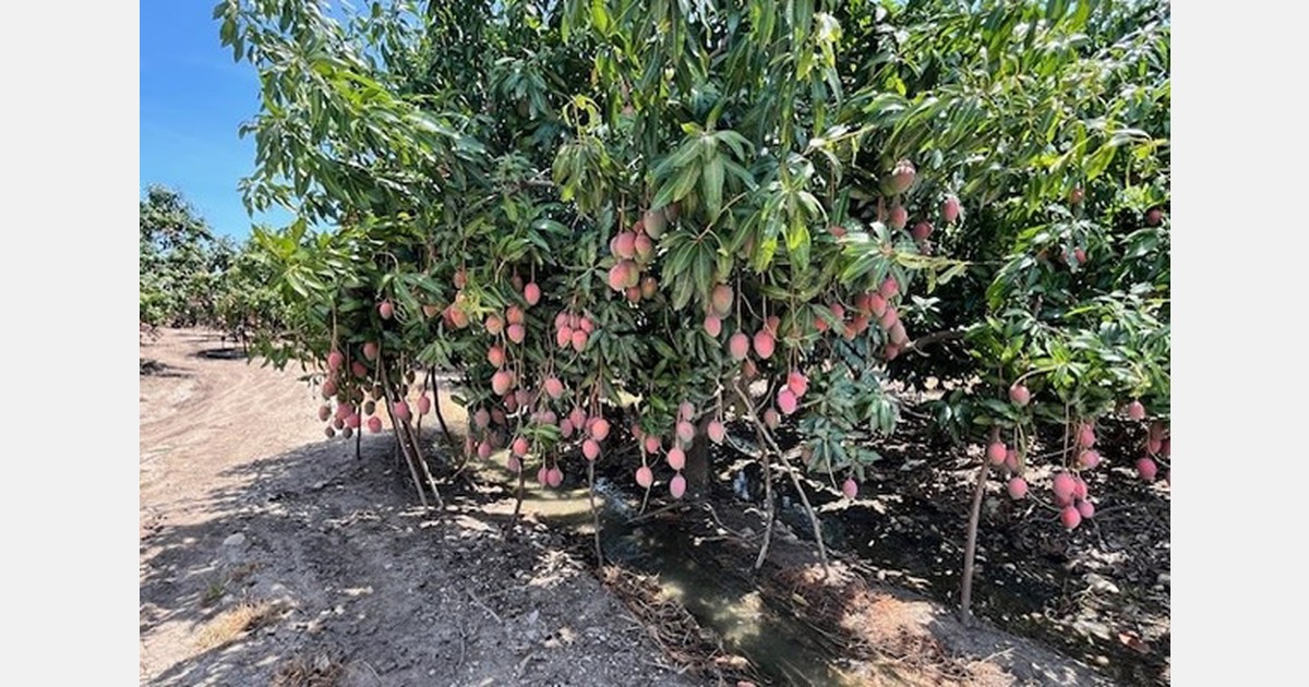 « Le marché de la mangue s'est complètement transformé en 10 jours