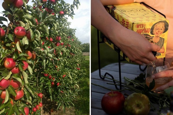 « Nous voulons offrir une grande variété, même si Jonagold reste la ...