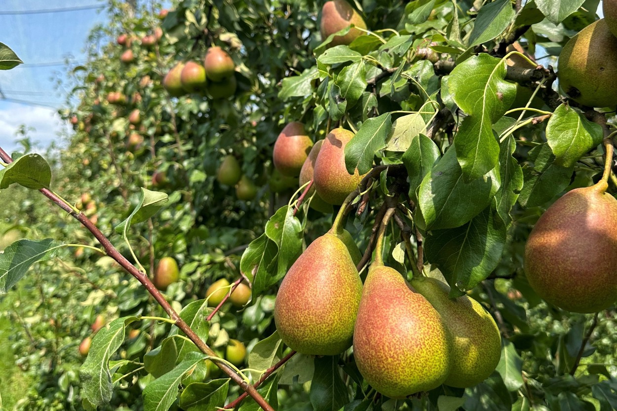 « Les ventes de poires biologiques n'ont pas encore décollé
