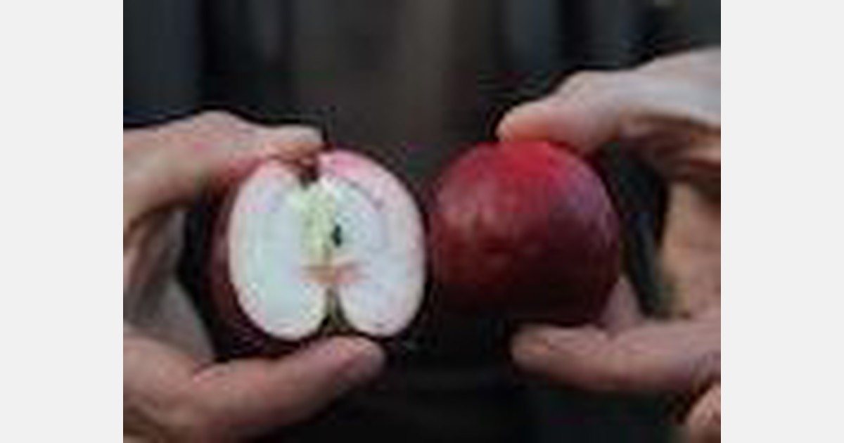 Turquie : la pomme à chair rouge maintenant brevetée