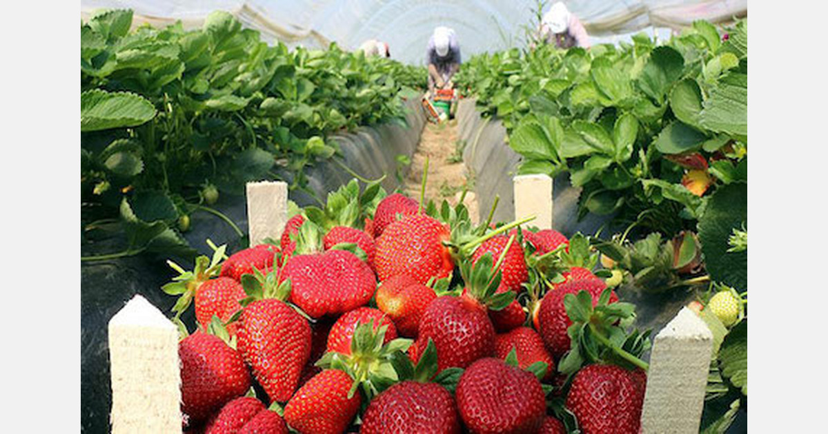 Forte augmentation des exportations de fraises turques