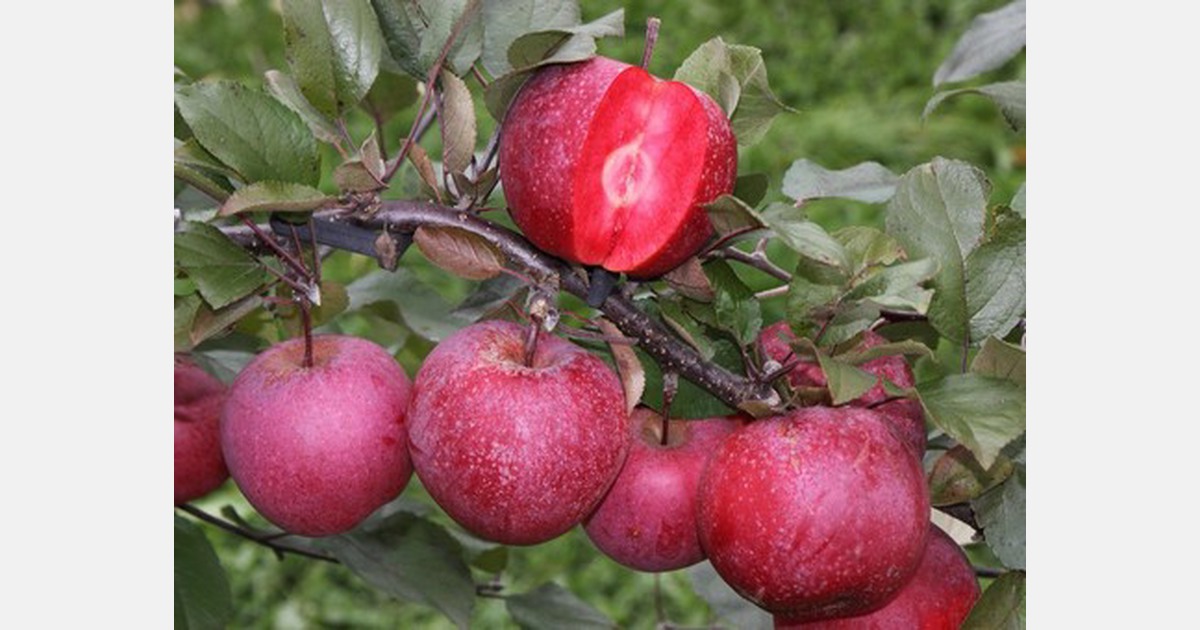 Les pommes à chair rouge sont en train de devenir une tendance mondiale
