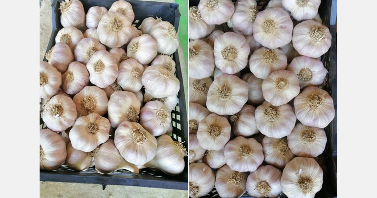 « Nous avons doublé notre production d'ail sec cette saison
