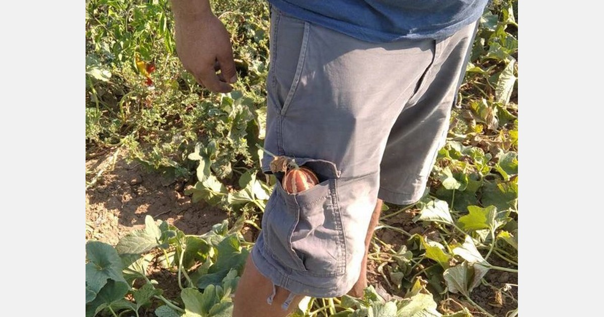 Les « micro-melons » grecs qui peuvent tenir dans votre poche