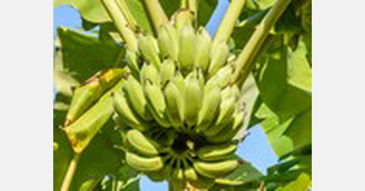 Les pays producteurs de bananes d'Amérique Latine à propos de l ...