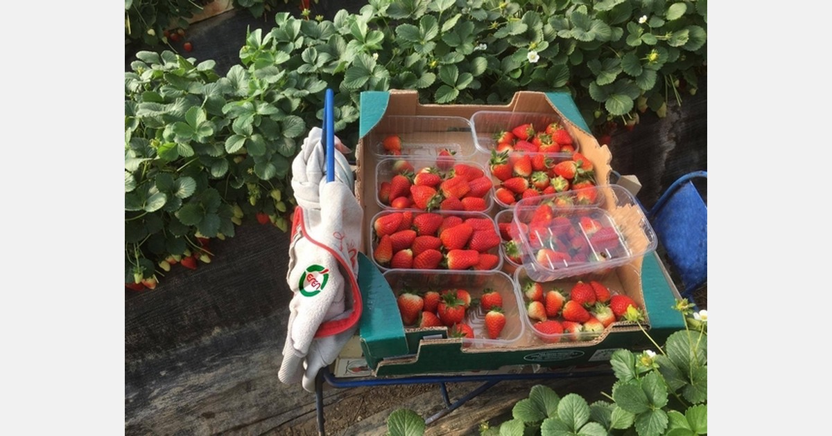 Forte demande attendue pour les fraises turques