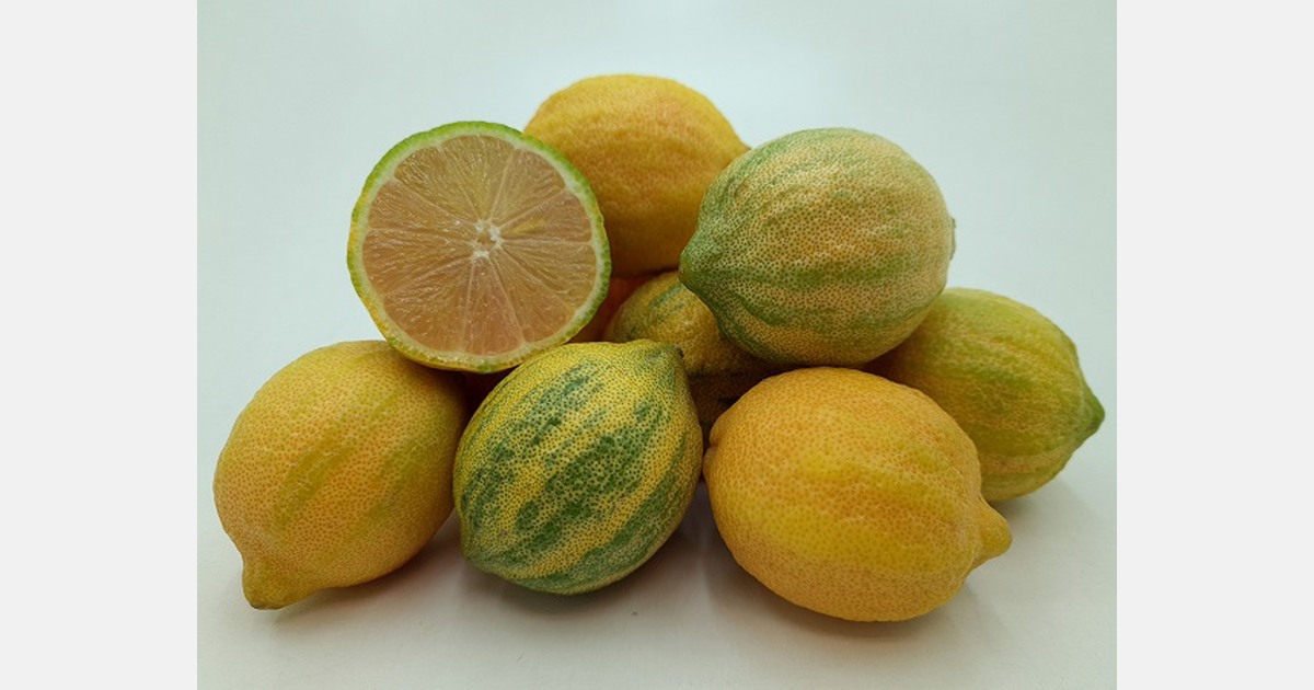 Les citrons Pink Tiger disponibles pour les consommateurs de Pick n Pay