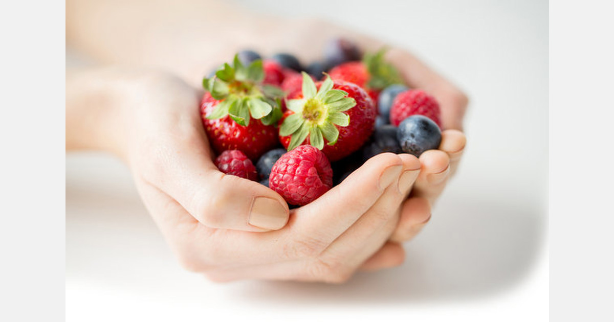 La culture couverte prolonge la saison des fruits rouges