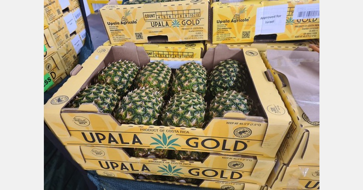 Le Costa Rica est fier d'expédier par avion ses premiers ananas vers le ...