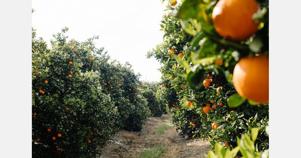 AM Fresh Group acquiert une participation majoritaire dans Fruit-X