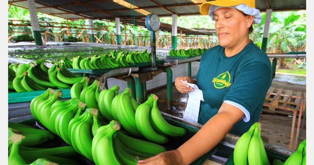 En novembre, l'Équateur avait exporté 22,24 millions de colis de ...