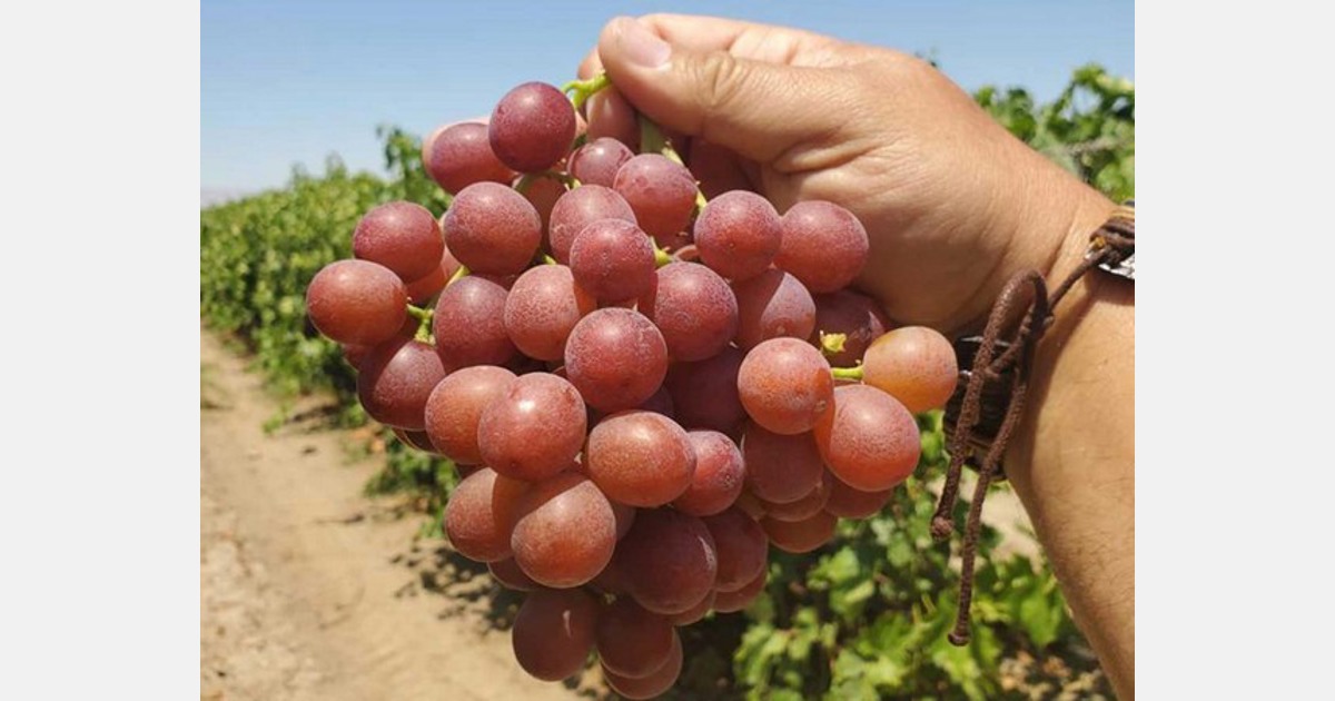 Chili : les nouvelles variétés de raisin de table affichent de ...
