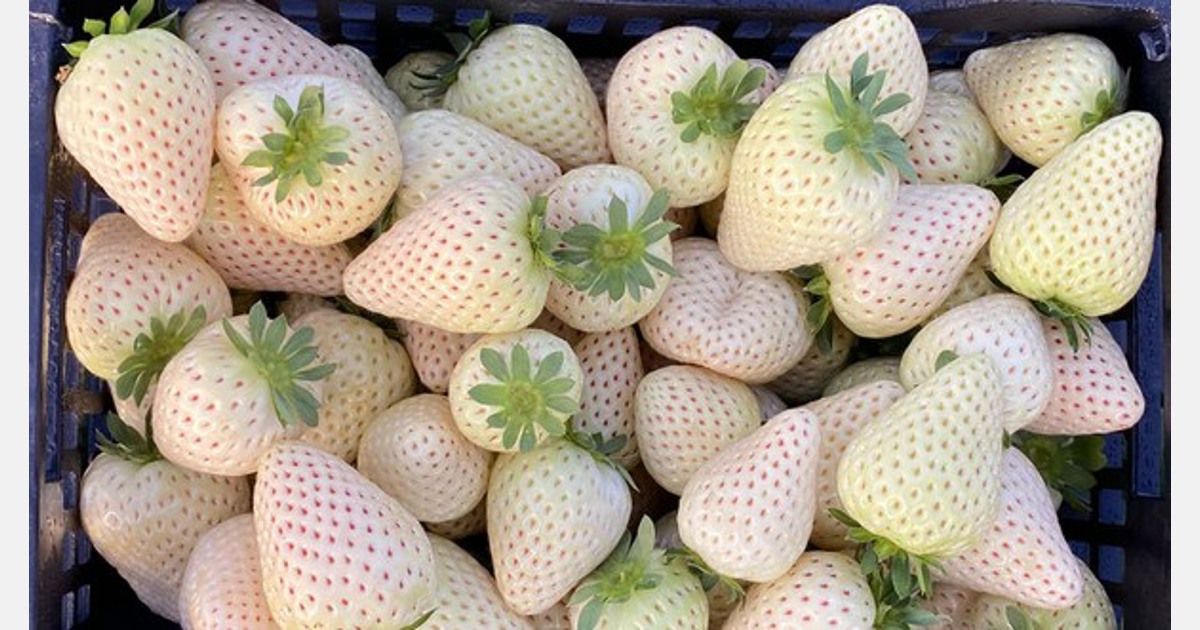 Une nouvelle variété de fraises blanches pour un approvisionnement tout ...