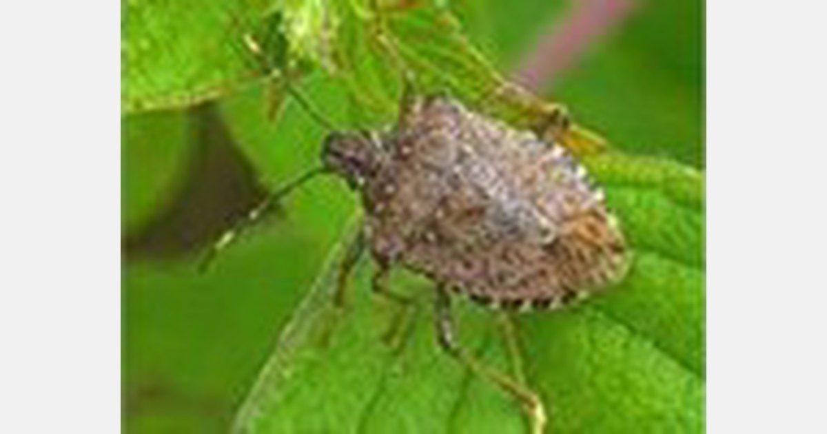 Des recherches chinoises prometteuses contre la punaise marbrée en ...