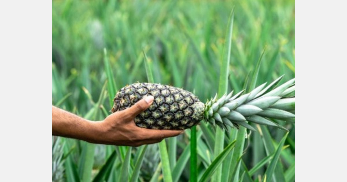 Sugar Loaf : une variété rare d'ananas du Ghana