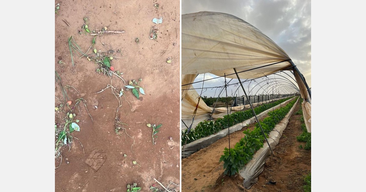 En images : l'impact de la tempête Bernard sur les fruits rouges au Maroc