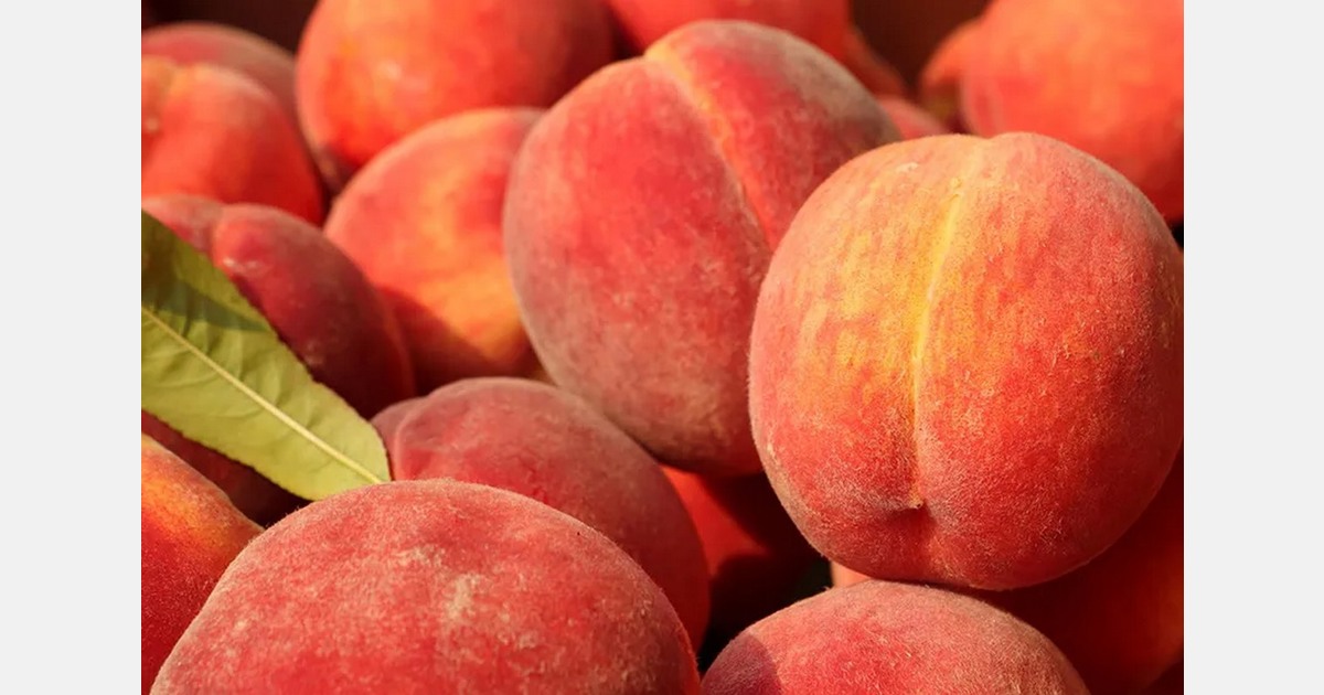 Des chercheurs brésiliens développent une variété de pêche pour ...