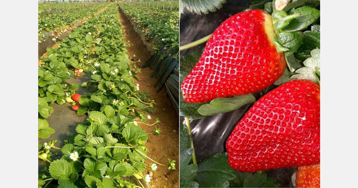 « Les prix des fruits rouges marocains sont bons