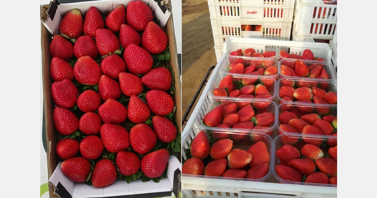« L'Egypte se prépare à exporter plus de fraises que la saison passée