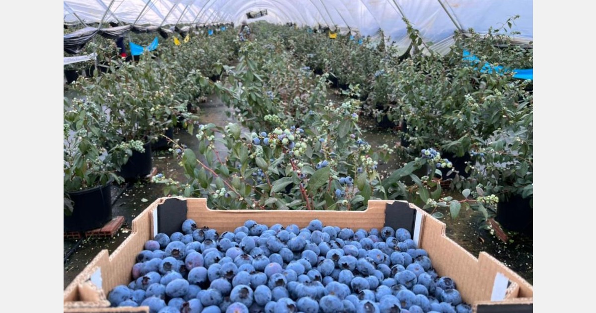 « Les myrtilles marocaines profitent d'une fenêtre sans concurrence