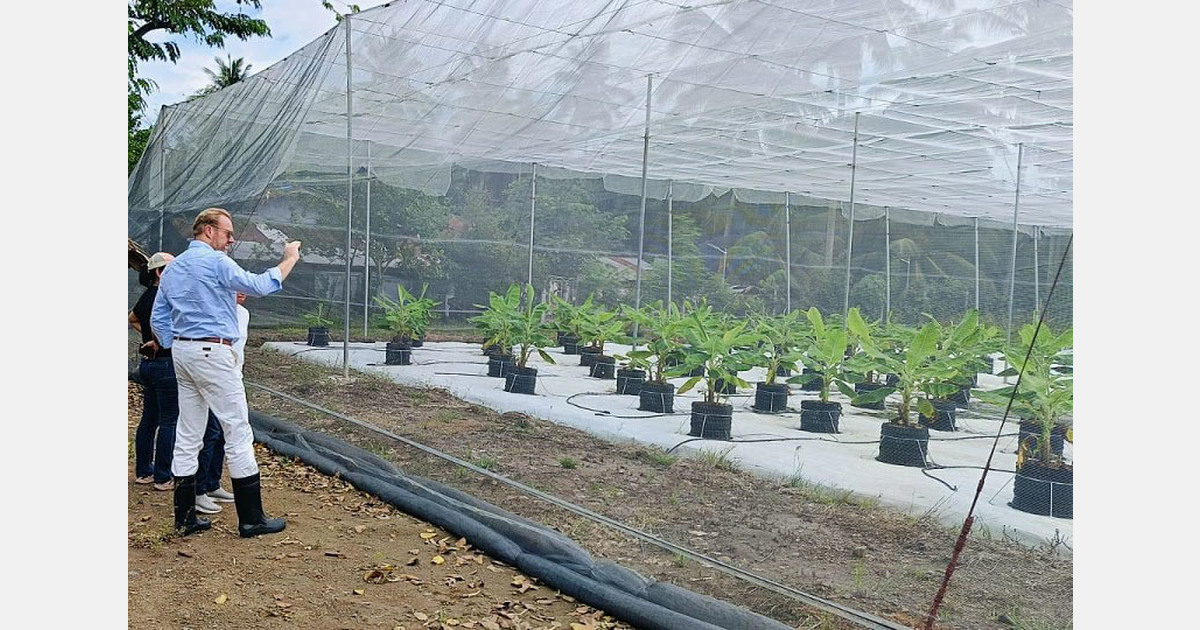 « Une solution totalement sûre pour la culture de la banane