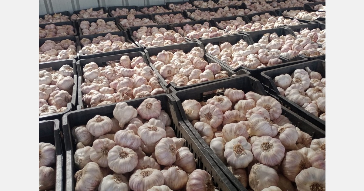 Une bien meilleure saison pour l'ail sec égyptien