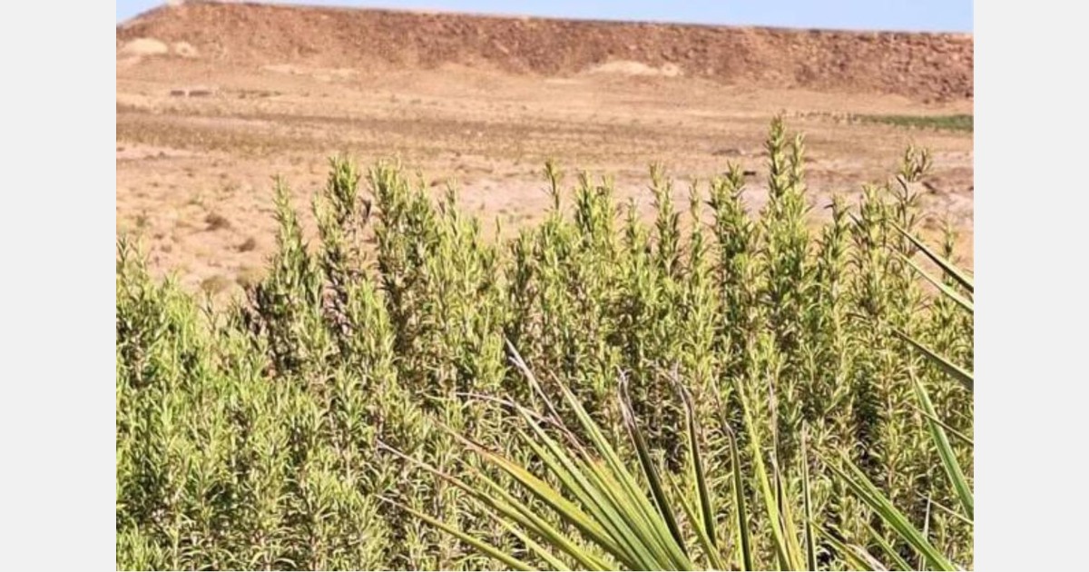 La sécheresse diminue la qualité du romarin sauvage marocain