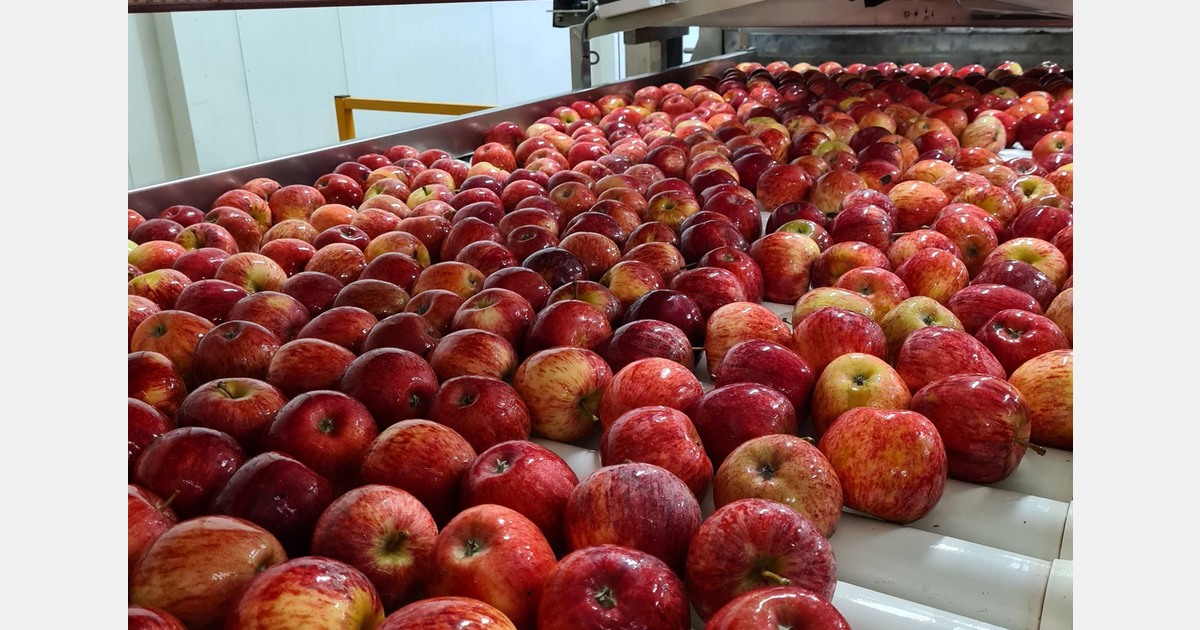 « Les prix des pommes devraient être plus élevés que jamais