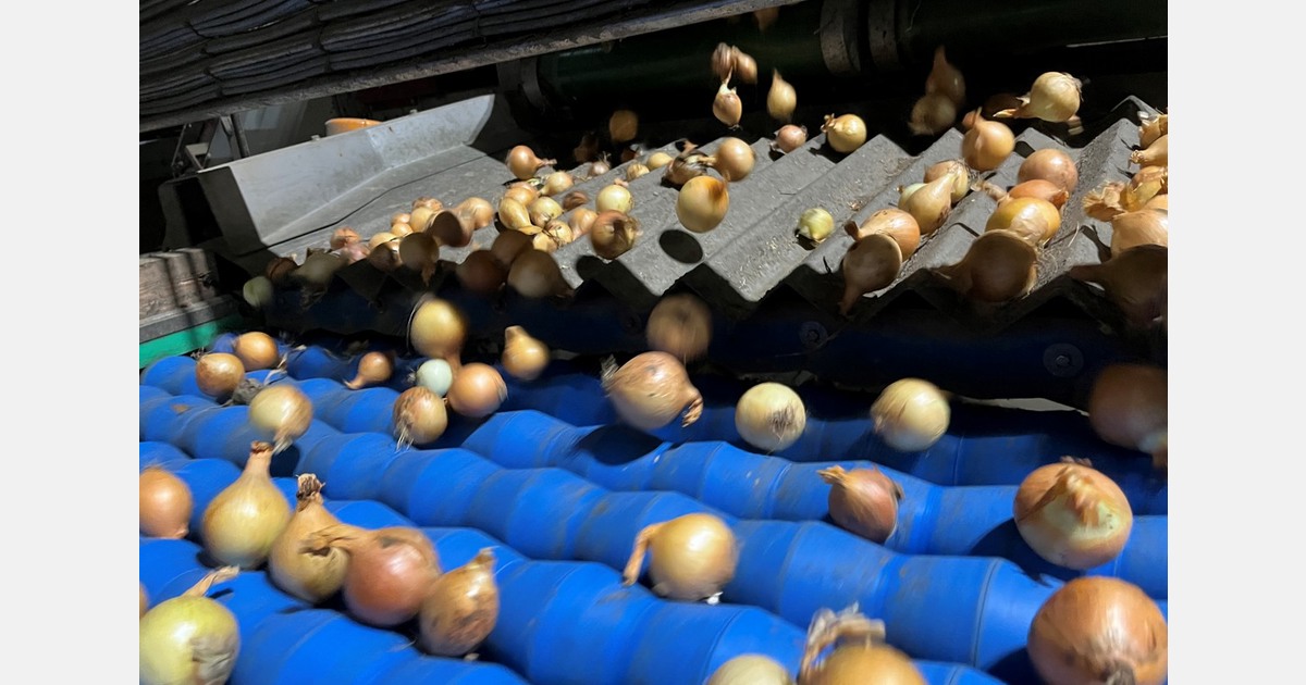 « Les oignons moins chers cette année favorisent notre position à l ...