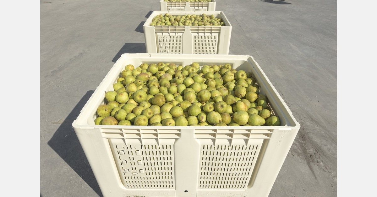 Le nouvel 'Euro Jumbo Bin' pour l'exportation de produits frais sud ...