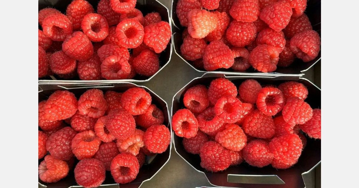 « Malgré les bons prix de cette saison, l'industrie de la framboise est ...