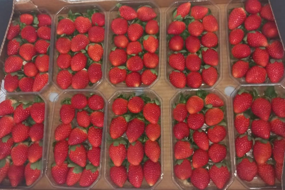 Bonnes perspectives pour la saison des fraises au Maroc malgré des ...