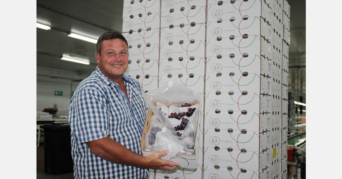 De grands espoirs pour une nouvelle variété de raisin Fire Crunch