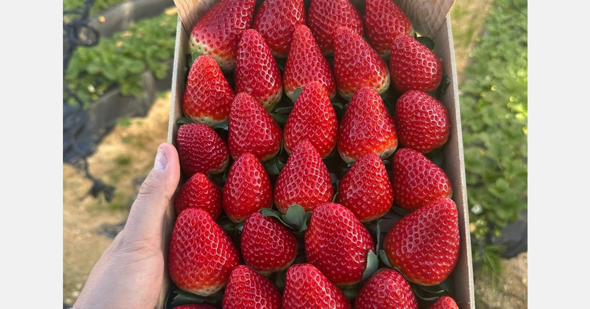 « Il n'y a de place que pour les fraises les plus savoureuses