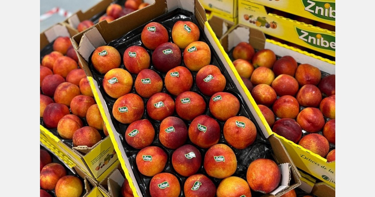 Des volumes records de fruits à noyau marocains cette saison