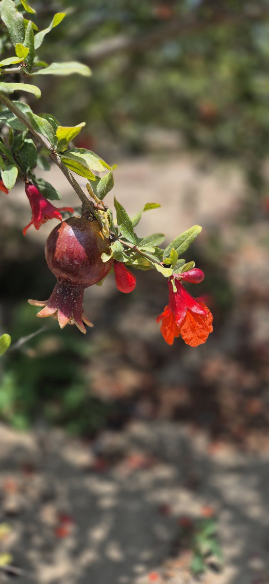 « En Europe du Sud, les petites grenades sont de plus en plus ...