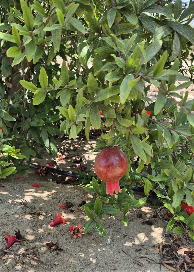 « En Europe du Sud, les petites grenades sont de plus en plus ...